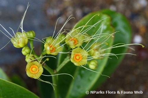 NParks | Ixonanthes reticulata