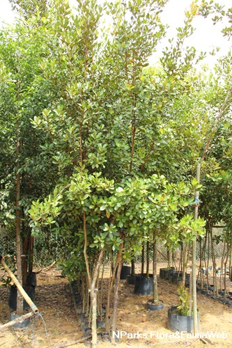 NParks | Tristaniopsis obovata