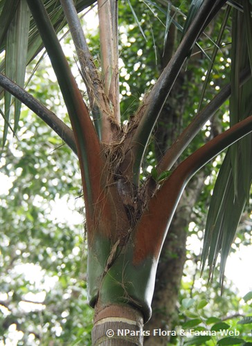 NParks | Orania sylvicola