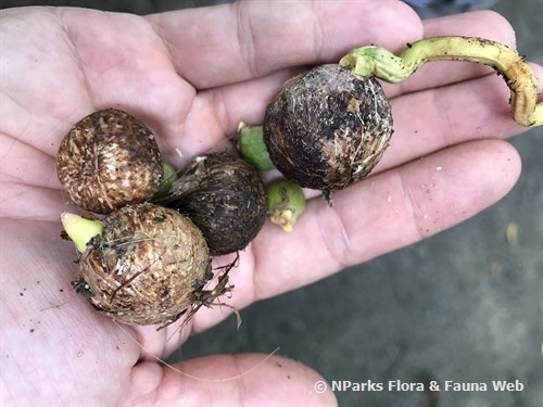 NParks | Orania sylvicola