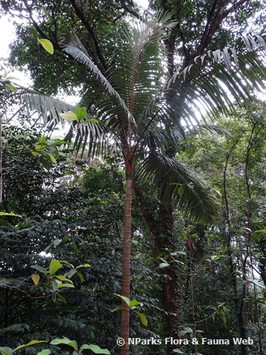 NParks | Orania sylvicola