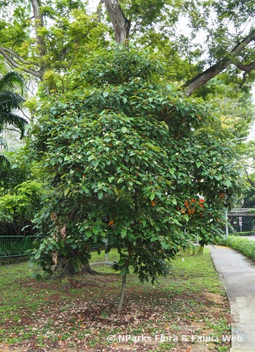 NParks | Croton argyratus
