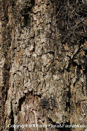 NParks | Pterocarpus macrocarpus