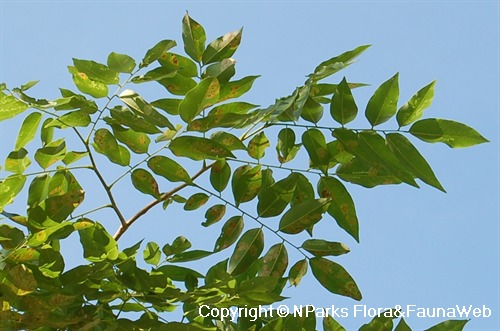 NParks | Pterocarpus macrocarpus