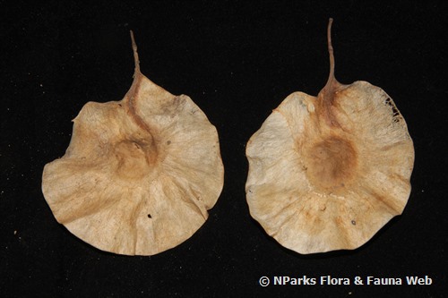 NParks | Pterocarpus macrocarpus