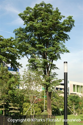 NParks | Pterocarpus macrocarpus