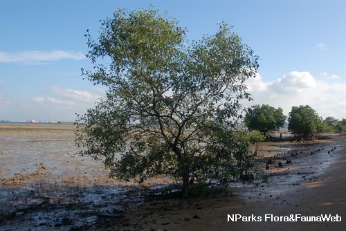 NParks | Avicennia alba