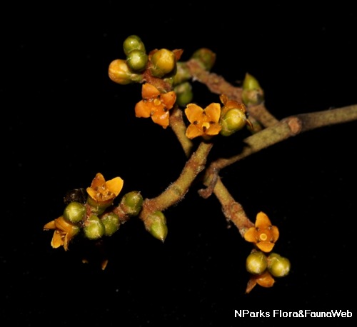 NParks | Avicennia alba