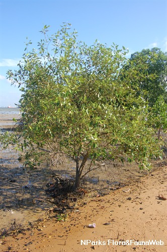 NParks | Avicennia alba