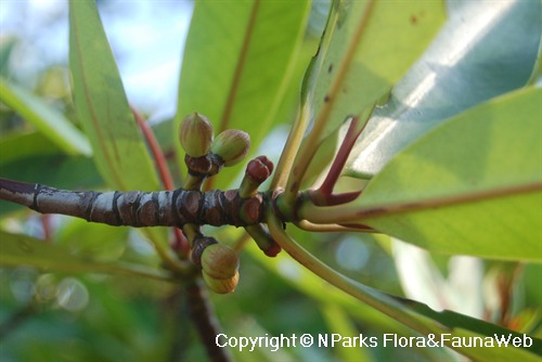 NParks | Rhizophora apiculata