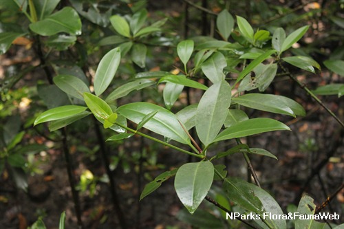 NParks | Rhizophora apiculata