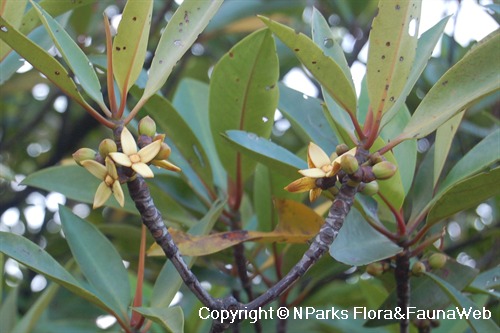 NParks | Rhizophora apiculata