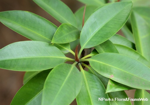 NParks | Rhizophora apiculata