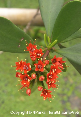 NParks | Lumnitzera littorea