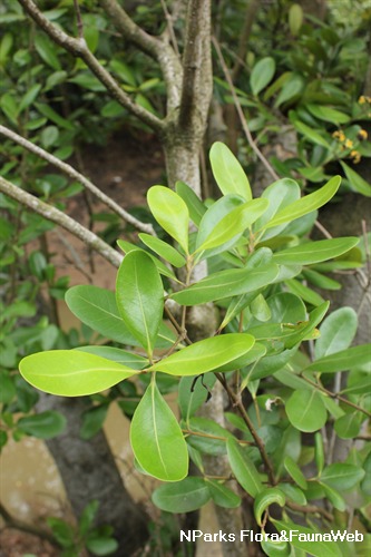 NParks | Avicennia officinalis