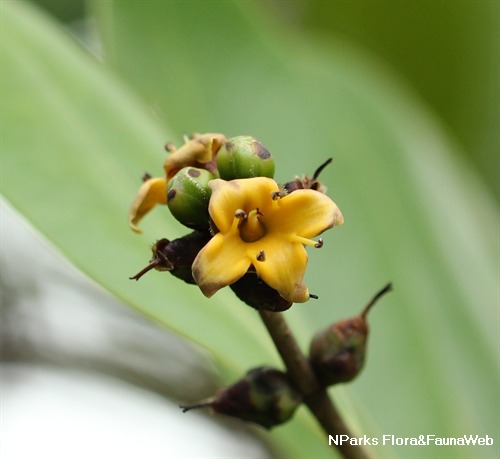 NParks | Avicennia officinalis