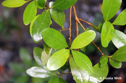 NParks | Avicennia officinalis