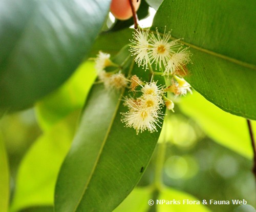 NParks | Syzygium syzygioides
