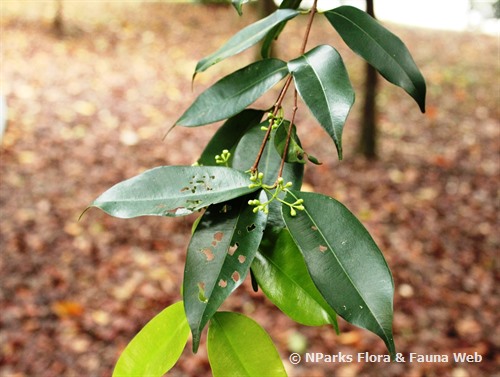 NParks | Syzygium syzygioides