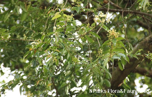 NParks | Syzygium syzygioides