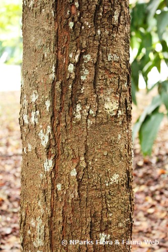 NParks | Syzygium syzygioides