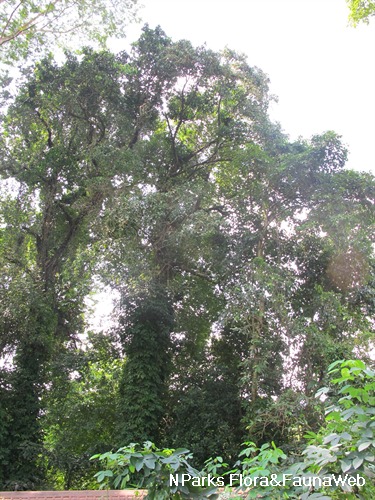 NParks | Bhesa robusta