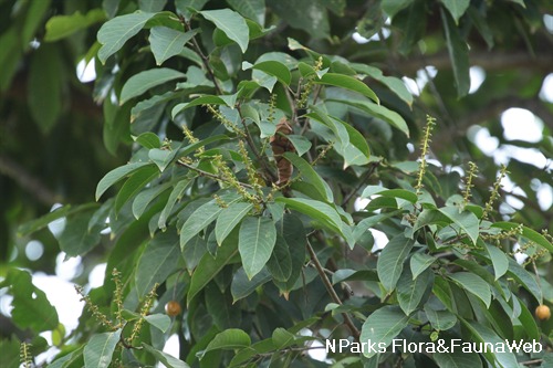 NParks | Bhesa robusta