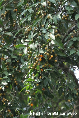 NParks | Bhesa robusta