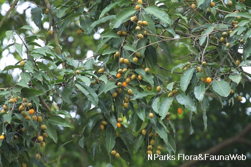 NParks | Bhesa robusta