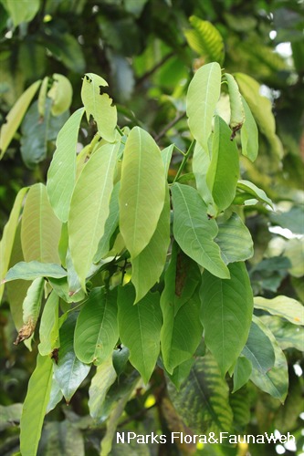 NParks | Bhesa robusta