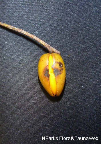 NParks | Bhesa robusta