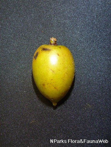 NParks | Bhesa robusta