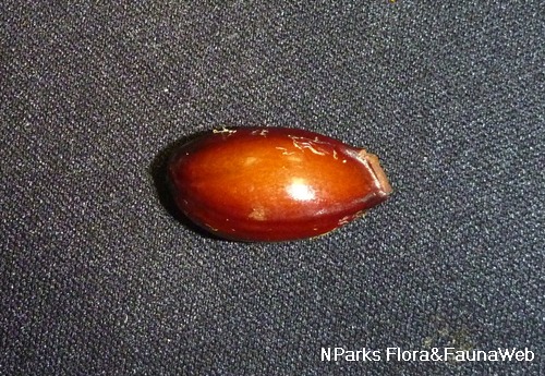 NParks | Bhesa robusta