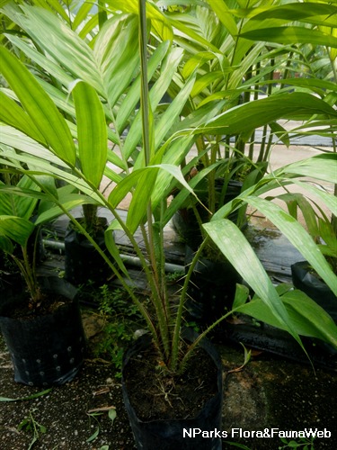 NParks | Salacca zalacca