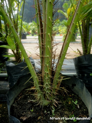 NParks | Salacca zalacca