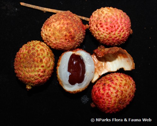 NParks | Litchi chinensis