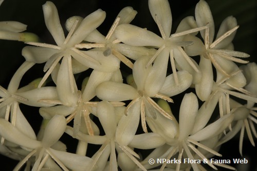 NParks | Tarenna odorata