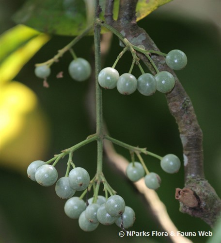 NParks | Tarenna odorata