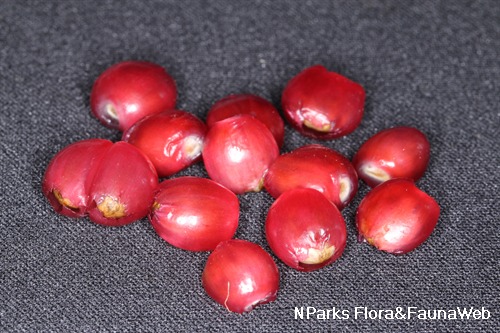 NParks | Bhesa paniculata