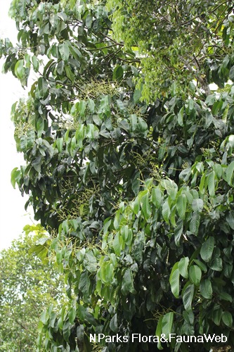 NParks | Bhesa paniculata