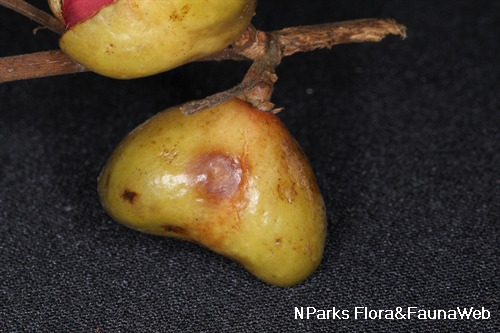 NParks | Bhesa paniculata