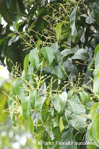 NParks | Bhesa paniculata
