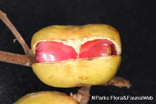 NParks | Bhesa paniculata