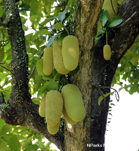 NParks | Artocarpus integer var integer