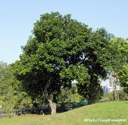 NParks | Artocarpus integer var integer
