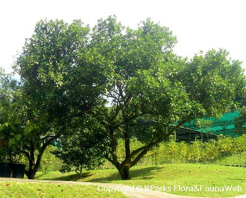 NParks | Artocarpus integer