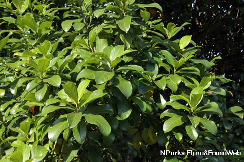 NParks | Artocarpus integer