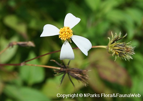 NParks | Bidens pilosa
