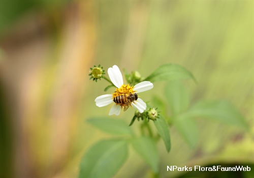 NParks | Bidens pilosa