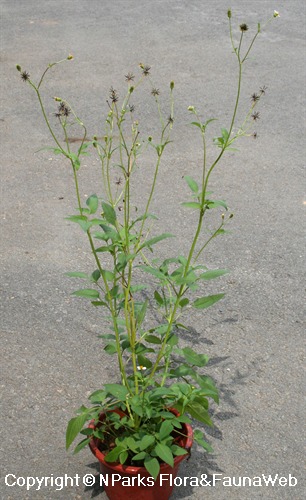 NParks | Bidens pilosa